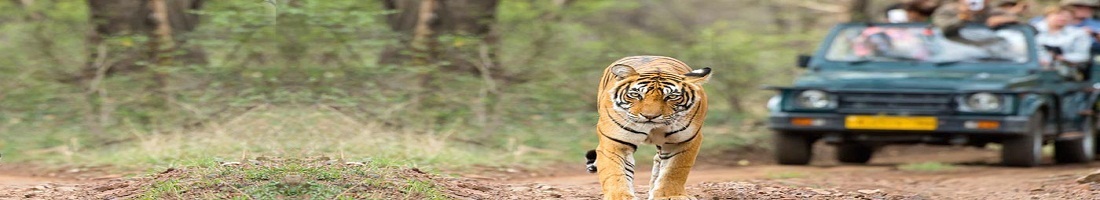Online Gypsy Safari Booking, Jim Corbett Ticket Booking